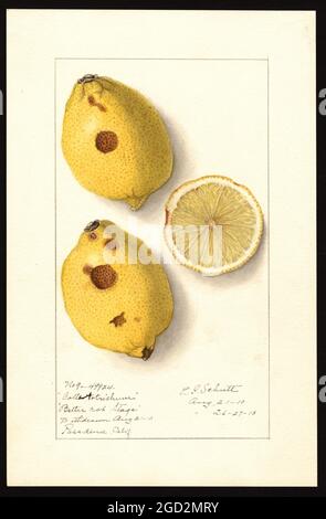 Watercolor Image of lemons (scientific name: Citrus limon), with this ...