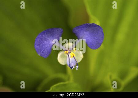 tropical spiderwort (Commelina benghalensis Stock Photo - Alamy