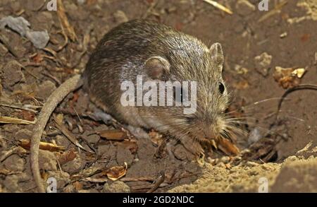 Endangered Pacific Pocket Mouse in a new home ca. 5 July 2017 Stock ...