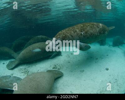 Round-tailed manatee (Trichechus manatus) grazing in Crystal River ...