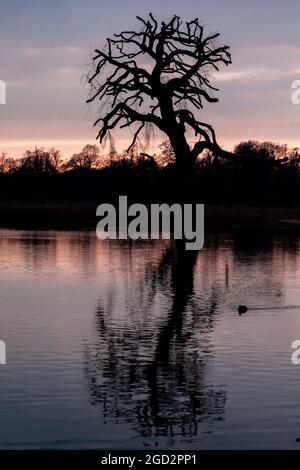 Sunset through trees in Bushy Park, London, UK Stock Photo - Alamy