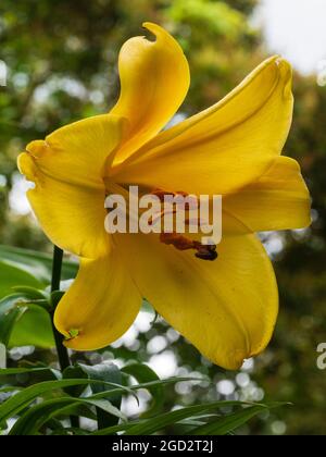 Lilium Golden Splendour,Lily Golden Splendour,trumpet lilies,golden ...