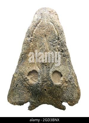 Mastodonsaurus extinct prehistoric amphibian of Triassic period ...