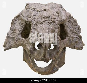 Scutosaurus (shield lizard) is an extinct genus of pareiasaur ...