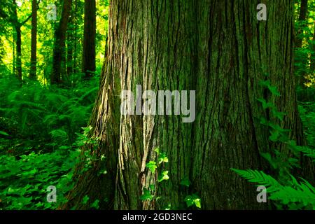 Western Red cedar tree and ferns in Goldstream Provincial Park-Victoria ...