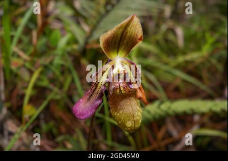 Slipper orchid flower (Paphiopedilum hookerae var. volonteanum), Sabah ...