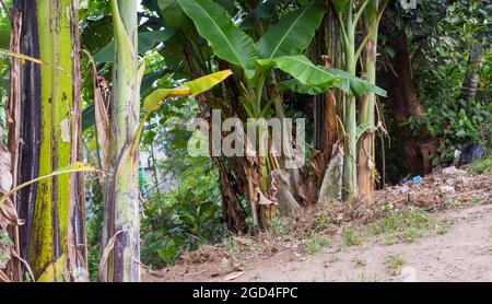 a clump of banana trees with green leaves and dark brown leaves, old ...