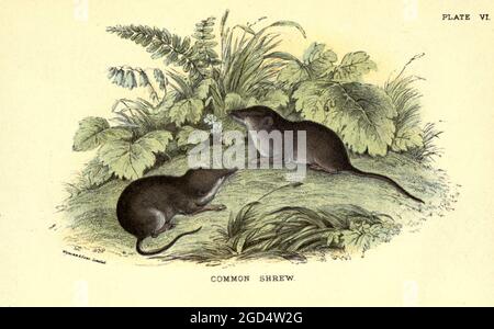 common shrew, Eurasian common shrew (Sorex araneus), cutout ...