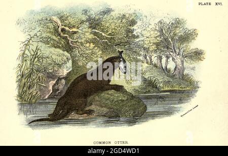 Otter lutra vulgaris Stock Photo - Alamy