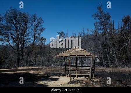 Greece - Parnitha, impressions of the fire damage on Mount Parnitha on ...