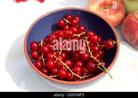 Red currant in a blue bowl. Close up photo of seasonal berries. Eating ...