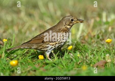 adult song thrush foraging in spring. Dorset, UK Stock Photo - Alamy