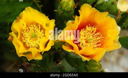 Yellow cactus flower in the Turo de La Peira gardens, Barcelona ...