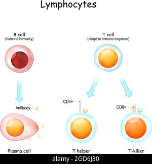 Cells of Adaptive immune system (immune response). B lymphocyte and T-cell. Types, and function ...