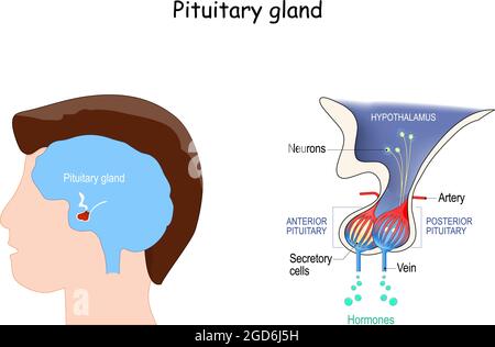 Brain hypothalamus and pituitary gland vector illustration Stock Vector ...