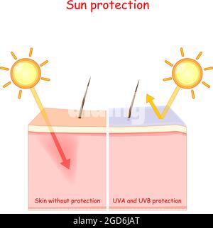 protection uv ray of skin with sunblock cream penetrate into epidermis ...