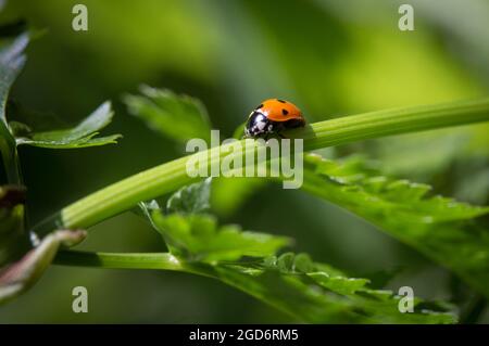 Selective focus shot of a ladybird sitting on the stem of a plant in ...