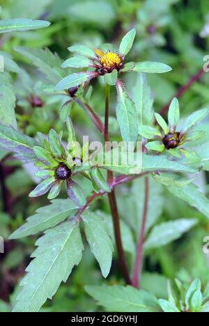 three-lobe beggartick, leafy-bracted beggarticks, Dreiteiliger Zweizahn ...