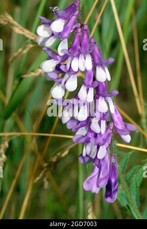 hairy vetch, fodder vetch or winter vetch, Zottige Wicke, Vicia villosa ...