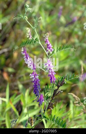 hairy vetch, fodder vetch or winter vetch, Zottige Wicke, Vicia villosa ...