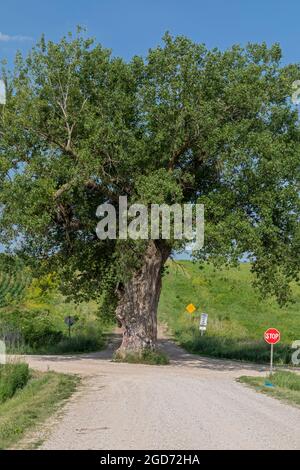 Tree in the middle of two large rocks on a lawn at California Stock ...