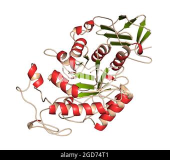 Amylase (human pancreatic alpha-amylase) Protein. Digestive enzyme ...