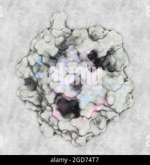 Bovine beta-lactoglobulin protein, 3D structure Stock Photo - Alamy