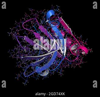 Bovine beta-lactoglobulin protein, 3D structure Stock Photo - Alamy