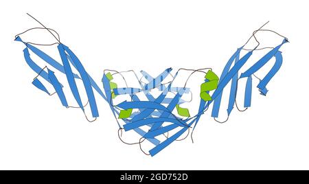 CD4 protein. Molecular model of the CD4 T cell (T lymphocyte) receptor ...