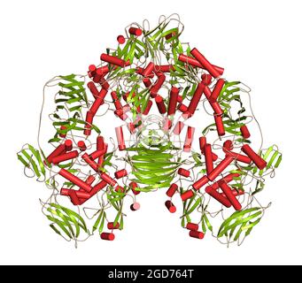 Lactase (Kluyveromyces lactis beta-galactosidase) enzyme. Lactose ...