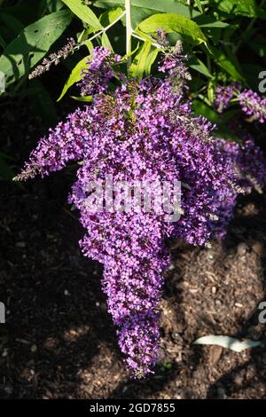 Buddleia davidii Dartmoor (Buddleja variety), known as a butterfly bush ...