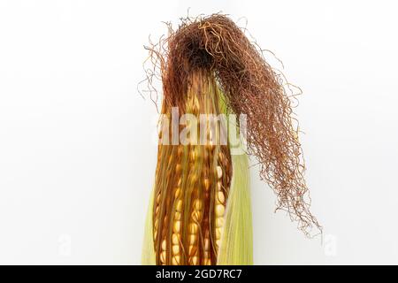 Corn ear with incomplete kernel set. Grain fill, growth stage and crop ...