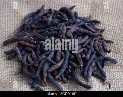 Grains of selim, also called negro pepper, which is used as a spice in ...
