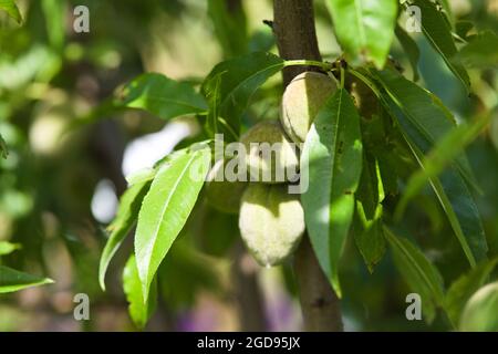 Sweet Almond Tree / Prunus x persicoides 'Robijn' / variety bearing ...