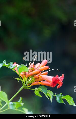 orange flower of a bignonia Stock Photo - Alamy
