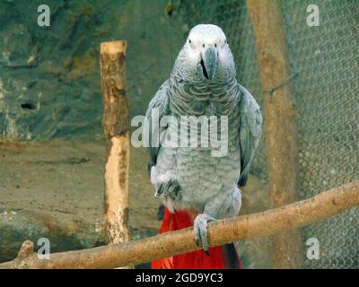 African grey parrot (Jako) at zoo Stock Photo - Alamy