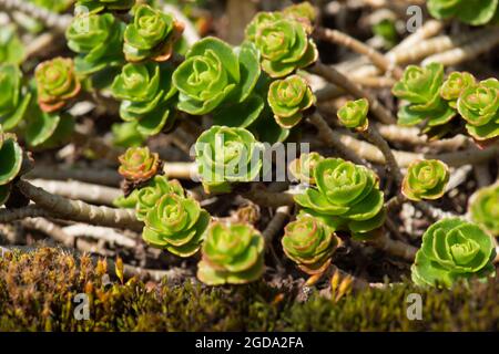 Green rosetta stonecrop in Europe Stock Photo - Alamy