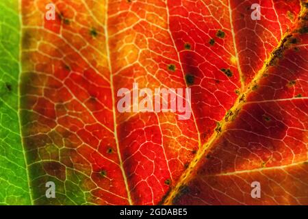 Closeup autumn fall extreme macro texture view of red orange wood sheet ...