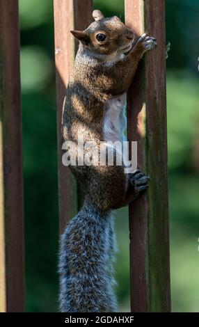 A garden Squirrel on the backyard deck Stock Photo - Alamy
