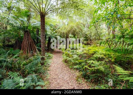 Sheoak Picnic Area at Henderson Falls, near Lorne, Victoria, Australia ...