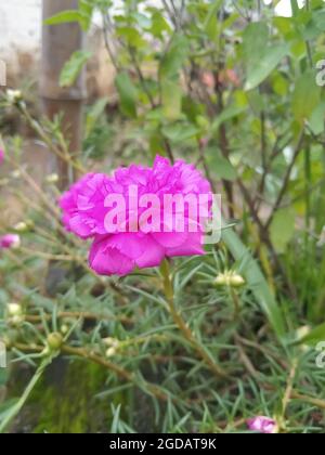 A vertical shot of beautiful Moss-rose purslane flowers Stock Photo - Alamy
