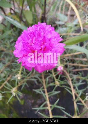 A vertical shot of beautiful Moss-rose purslane flowers Stock Photo - Alamy