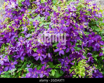 Purple, Clematis, Etoile Violette, flowers in bloom Stock Photo - Alamy