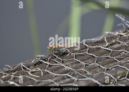 A common darter dragonfly in summer in mid Wales Stock Photo - Alamy