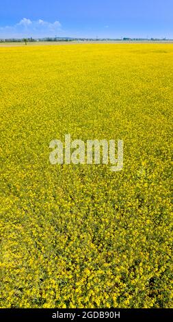 aerial overhead view of canola field with horizontal lines Stock Photo ...