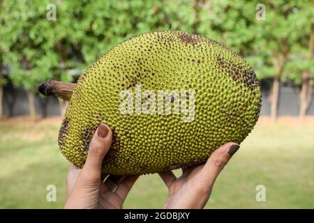 Artocarpus heterophyllus, Jackfruit, Kathal in India, Tropical fruit ...