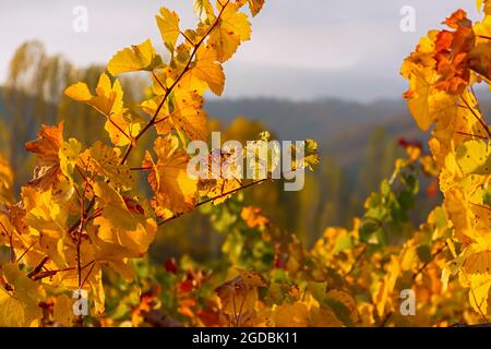 grape leaf in bright colors in close-up Stock Photo - Alamy