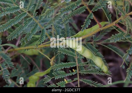 Prairie Acacia, Acacia angustissima, fruit Stock Photo - Alamy