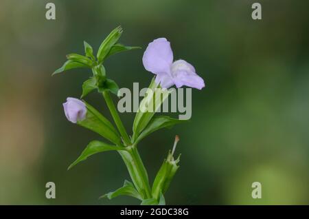 Sharpwing Monkeyflower, Mimulus alatus Stock Photo - Alamy