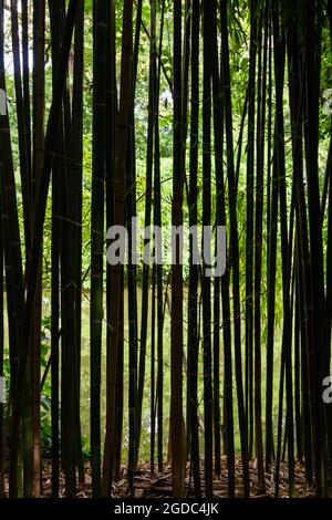 Bamboos in Sarvar arboretum, Sarvar, Hungary Stock Photo - Alamy